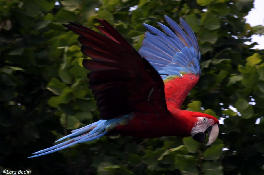 Ara chloropterus – Mørkerød Ara – Papegøjer & Parakitter