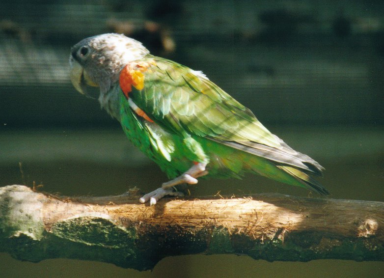 Poicephalus fuscicollis – Brunnakket Papegøje – Papegøjer & Parakitter
