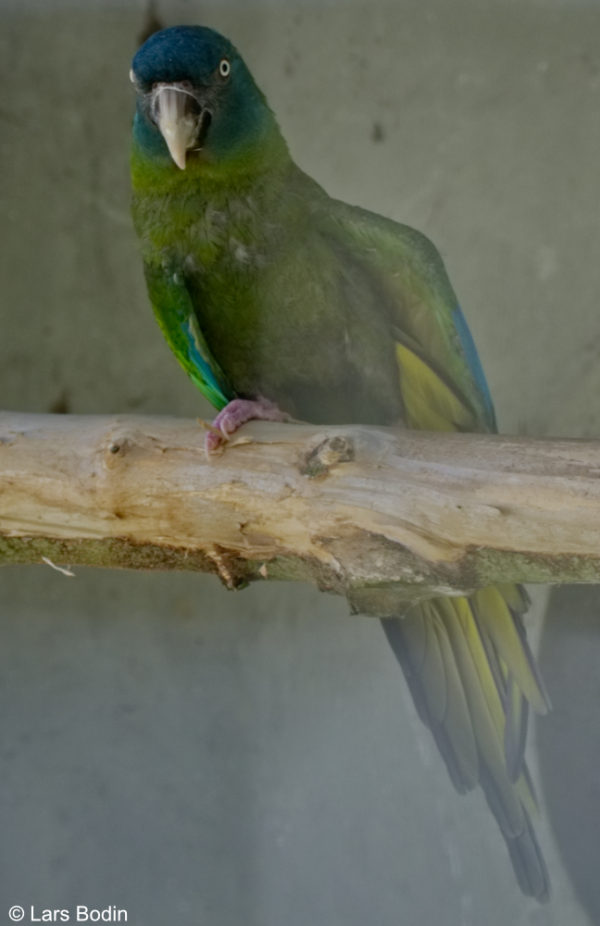 Primolius couloni – Blåhovedet Dværgara – Papegøjer & Parakitter