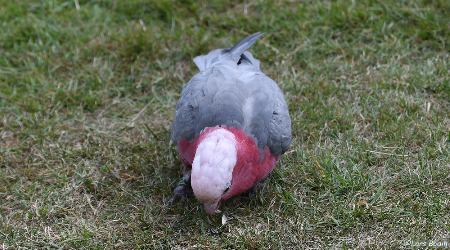 Eolophus roseicapilla – Rosakakadu – Papegøjer & Parakitter