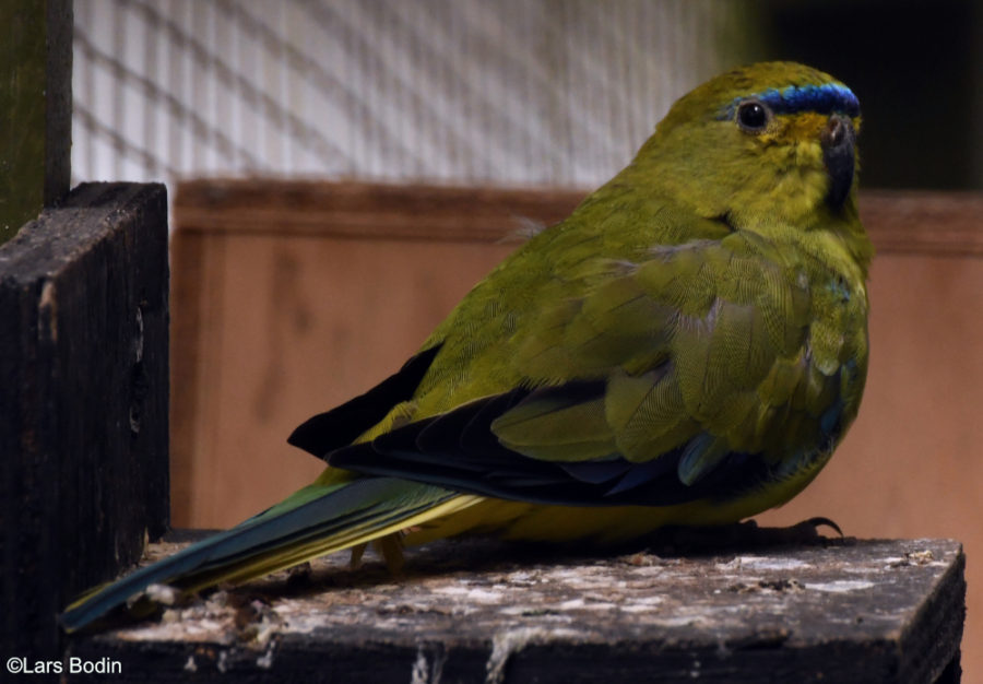 Neophema elegans – Elegant Græsparakit – Papegøjer & Parakitter