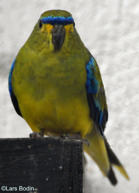 Neophema elegans – Elegant Græsparakit – Papegøjer & Parakitter