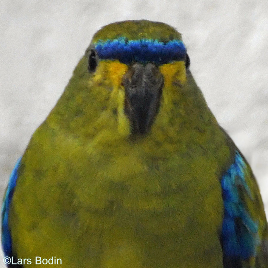 Neophema – Græsparakitter – Papegøjer & Parakitter