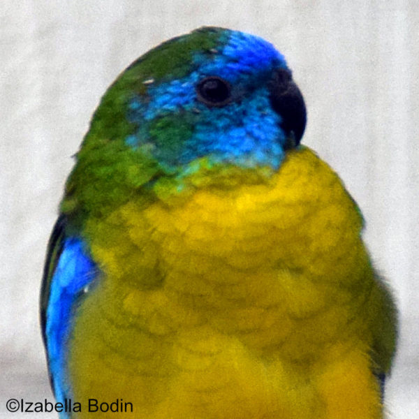 Neophema – Græsparakitter – Papegøjer & Parakitter