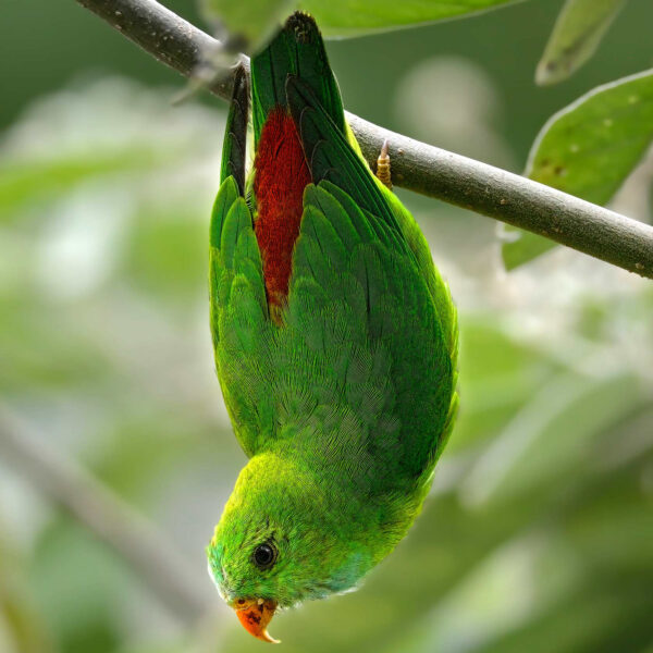 Indeks: Alle arter sorteret efter videnskabeligt navn – Papegøjer ...