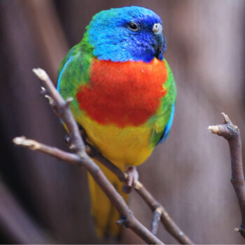 Neophema splendida – Rødbrystet Græsparakit – Papegøjer & Parakitter