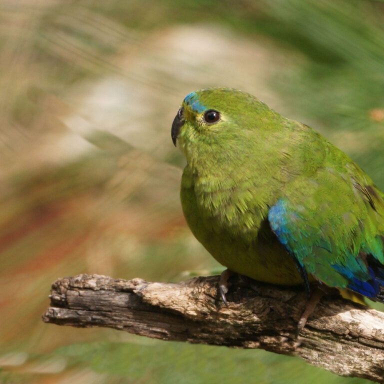 Neophema – Græsparakitter – Papegøjer & Parakitter