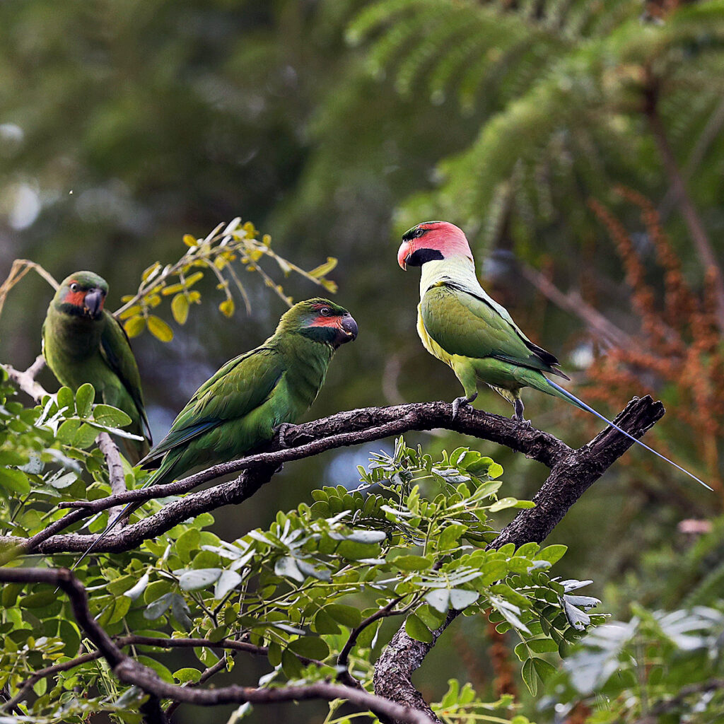 Psittacula – Ædelparakit – Papegøjer & Parakitter