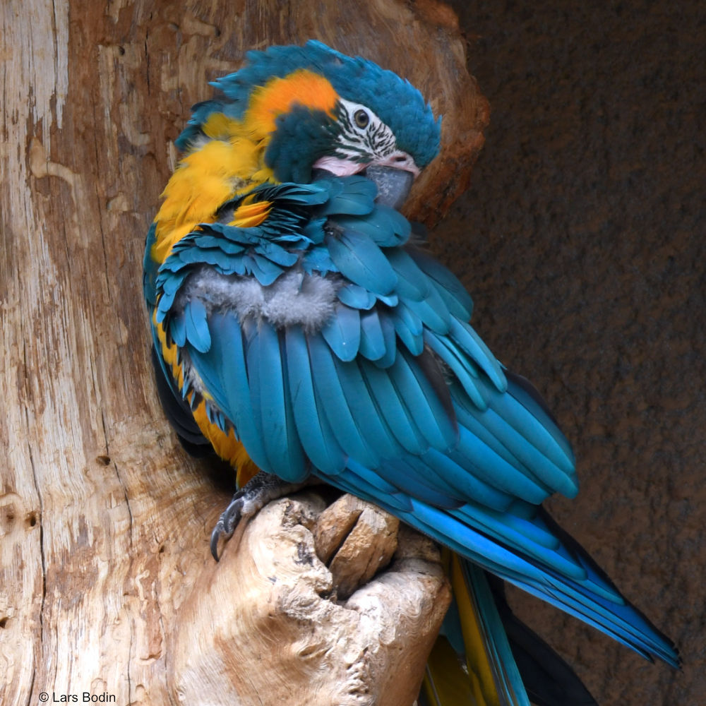 Ara – Ara Papegøjer – Papegøjer & Parakitter