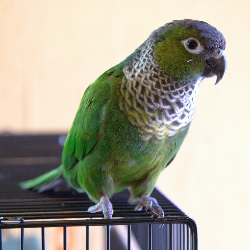 Pyrrhura – Conure – Papegøjer & Parakitter