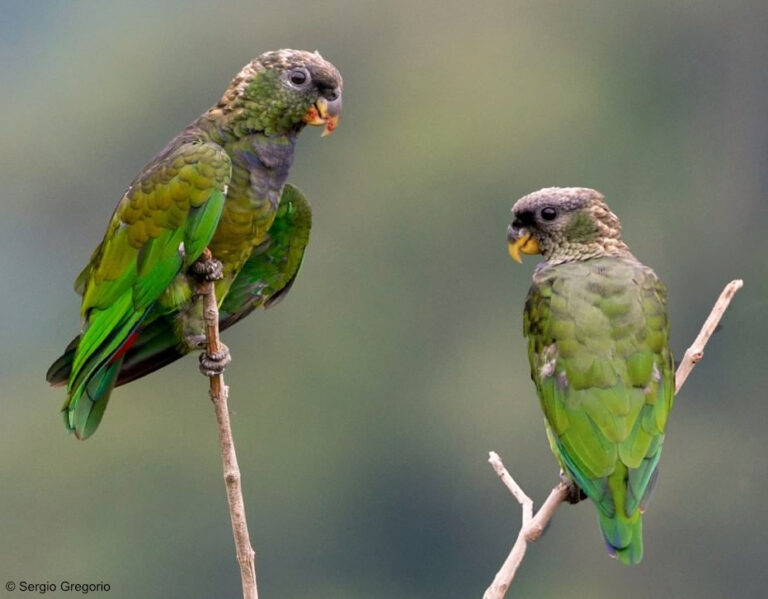 Pionus maximiliani – Blåstrubet Pionus – Papegøjer & Parakitter